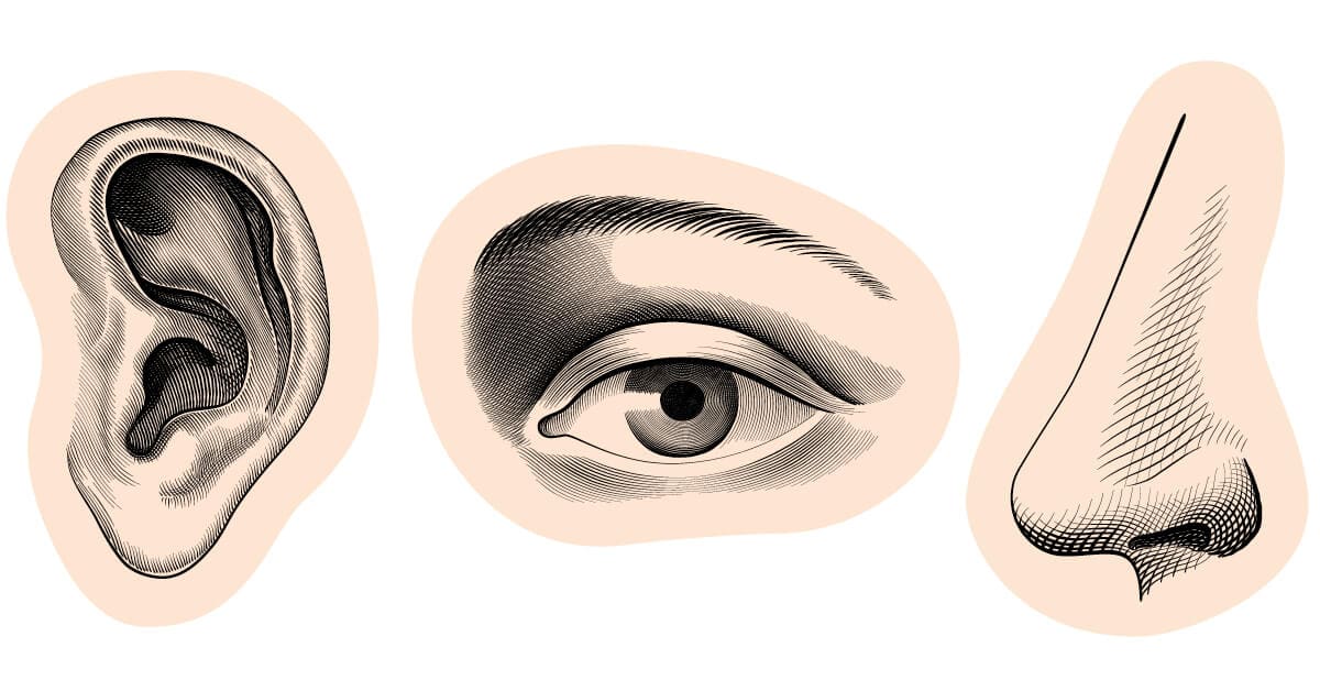 Les 5 sens illustrés - IchetKar